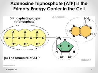 Cell respiration | PPT