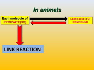 Cell respiration and photosynthesis IB Biology | PPT