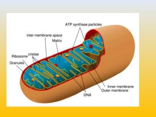 Cell respiration and photosynthesis IB Biology | PPT