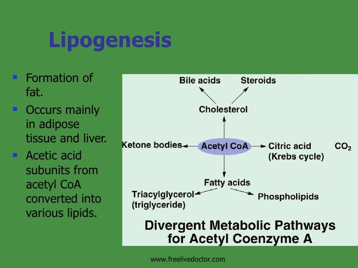 Cell Respiration &Metabolism