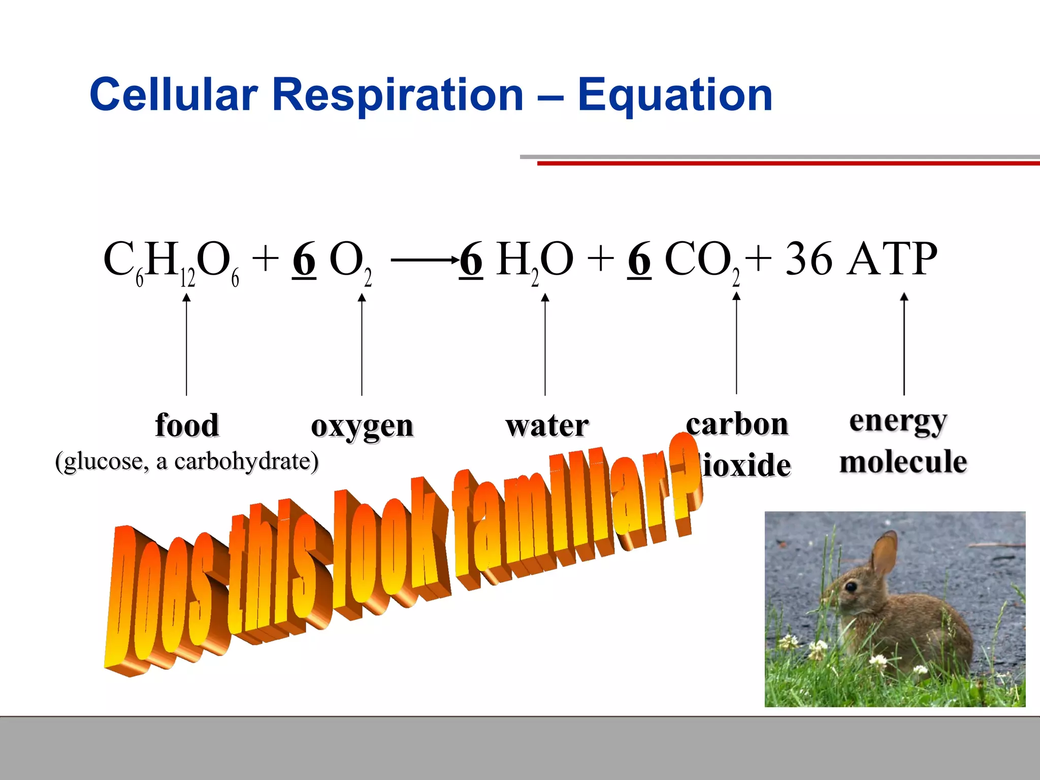 Cellular Respiration | PPT