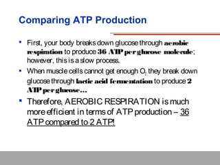 Cellular Respiration | PPT