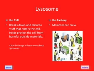 Cells | PPT