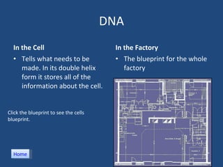 Cells | PPT