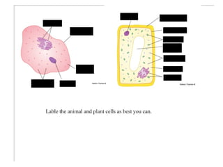Cells | PPT