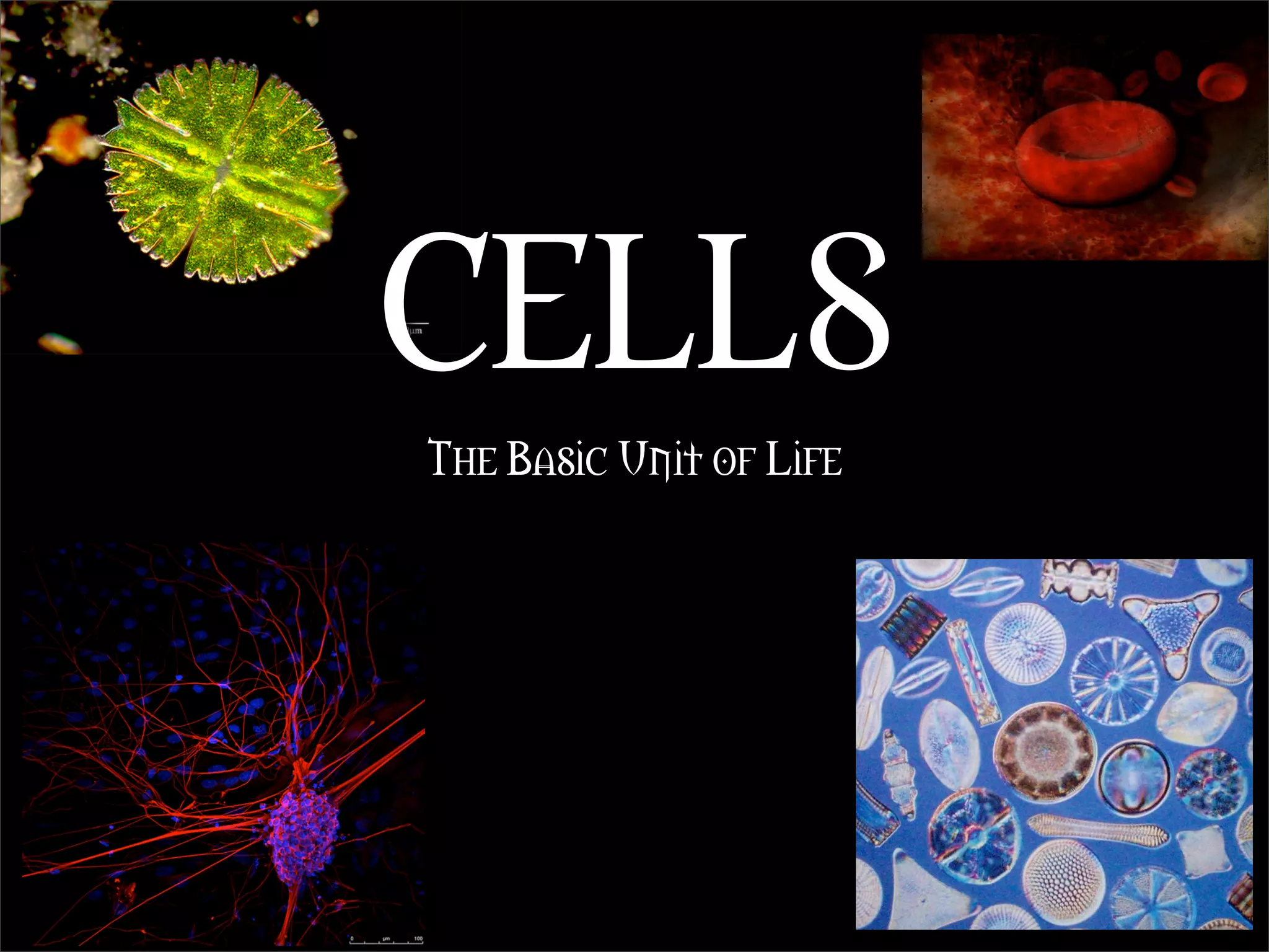 Cell Presentation | PDF