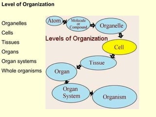 Cells | PPT
