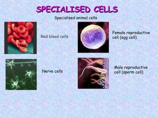 Cells | PPT