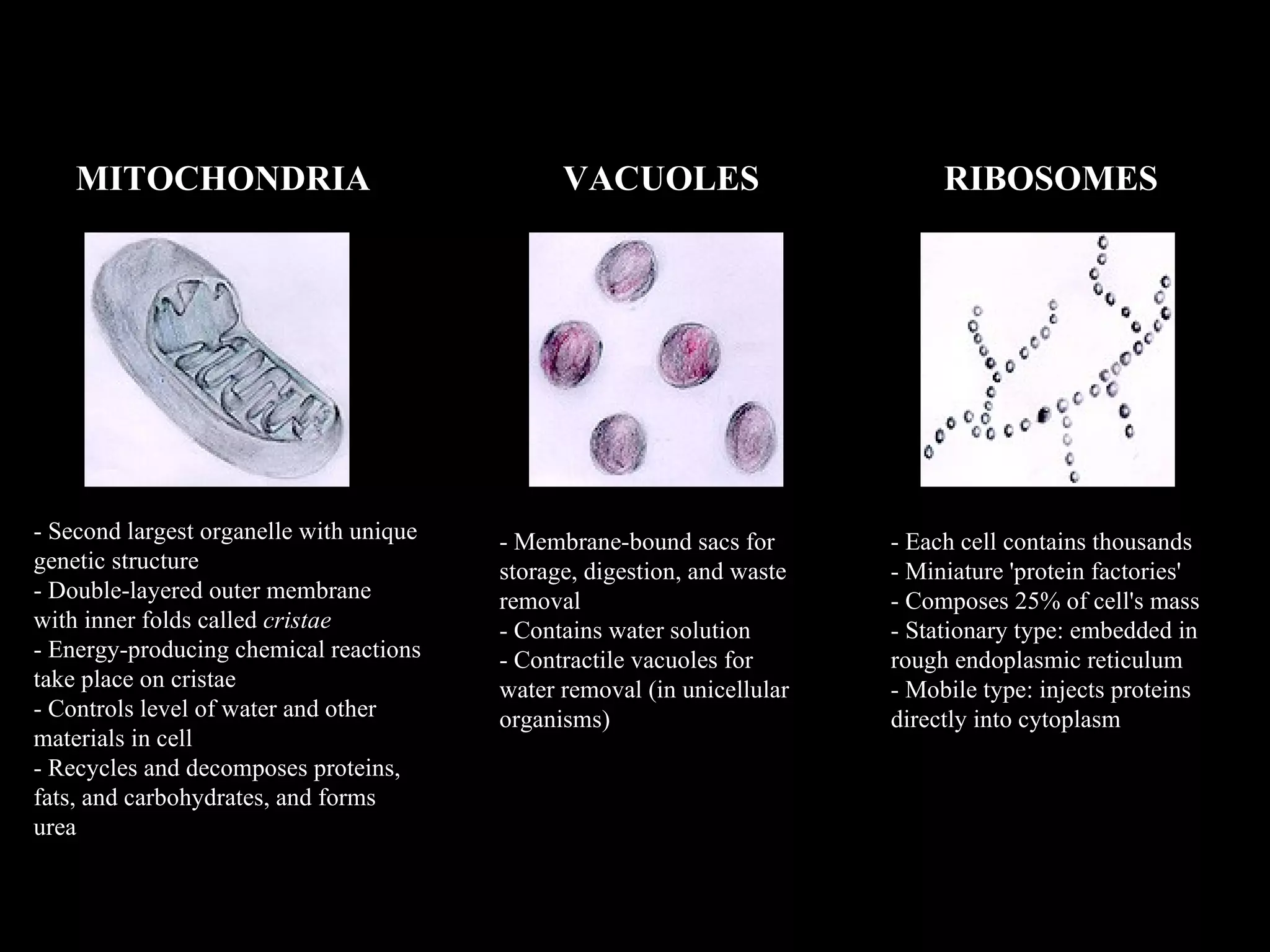 Cells | PPT