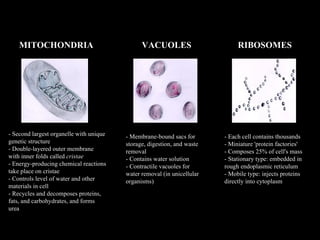 Cells | PPT