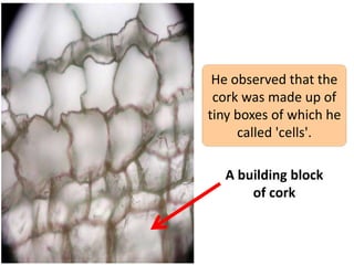 Cork Cell Labeled