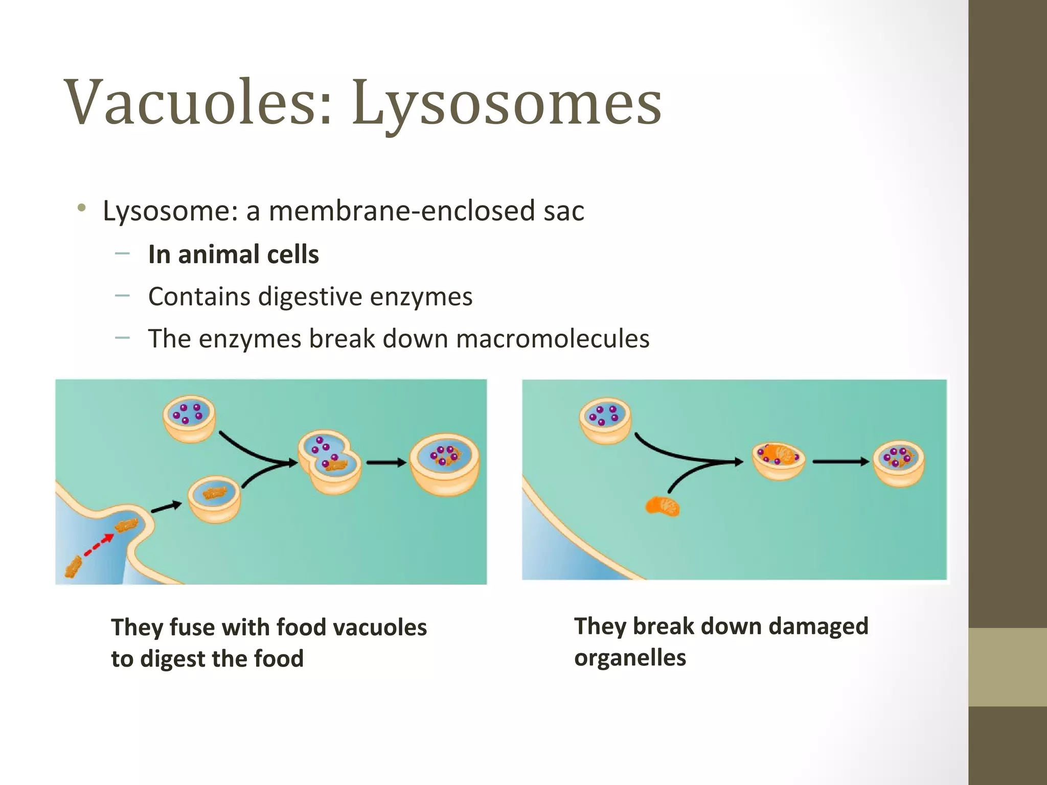 Cells ( Olevel Biology) | PPT