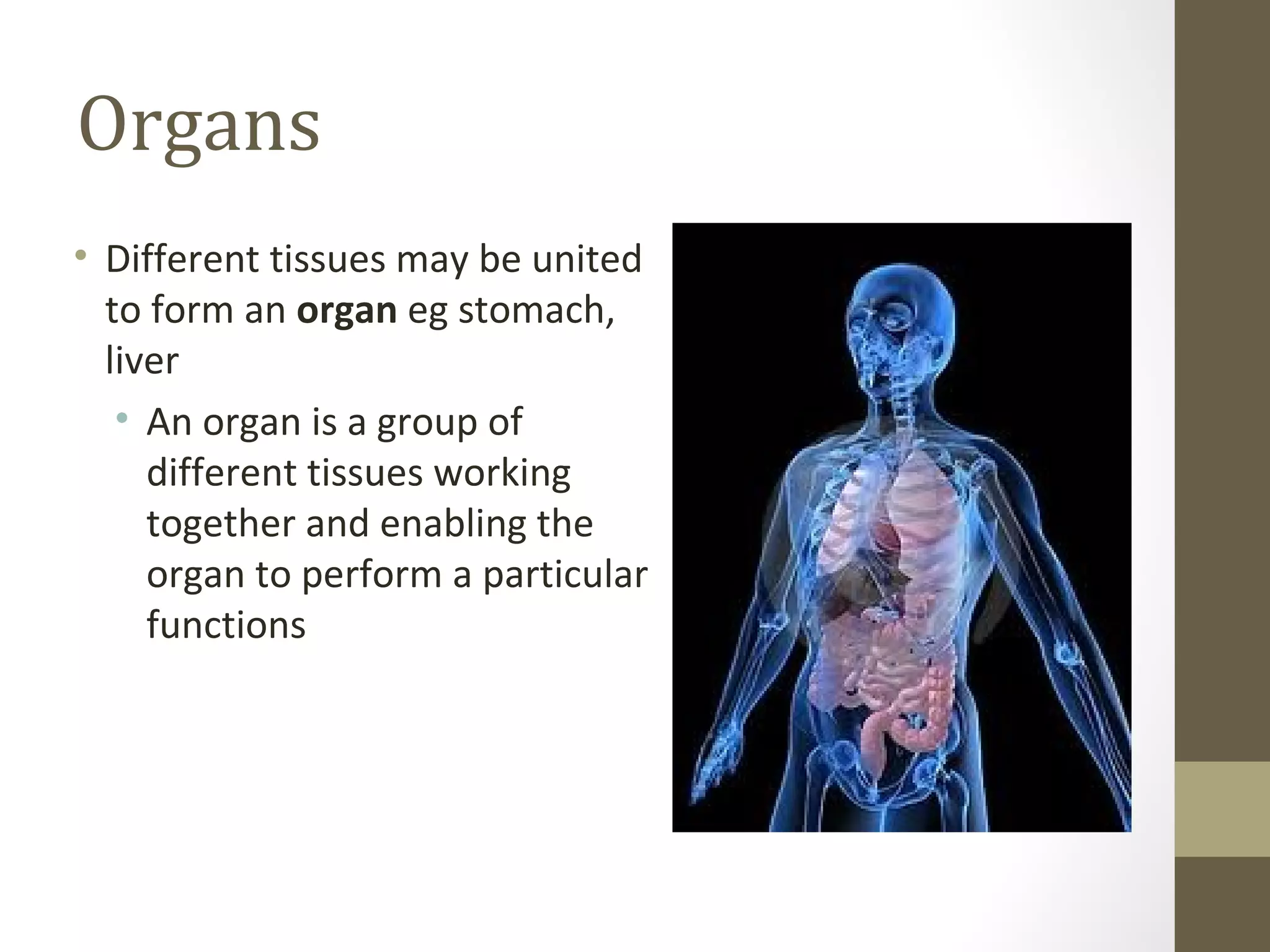 Cells ( Olevel Biology) | PPT