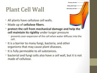 Cells ( Olevel Biology) | PPT
