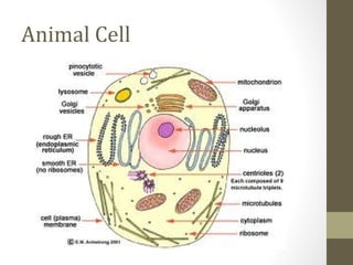 Cells ( Olevel Biology) | PPT