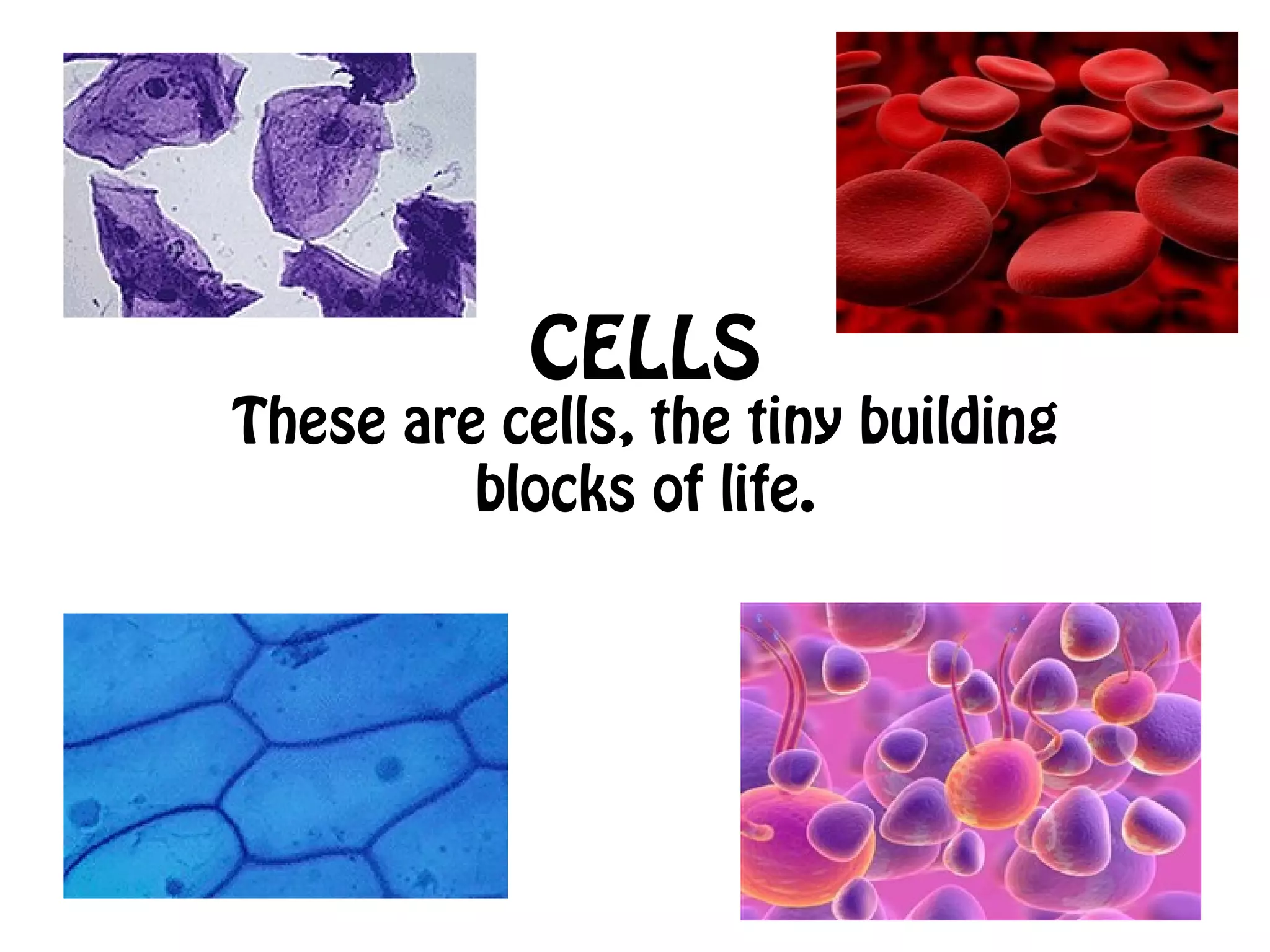 CELLS | PPT