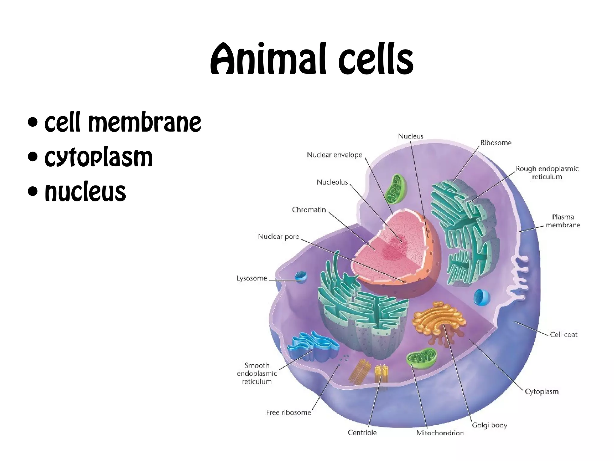 CELLS | PPT