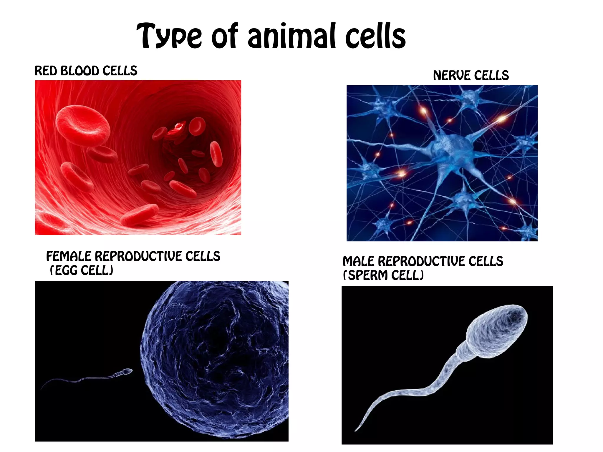 CELLS | PPT