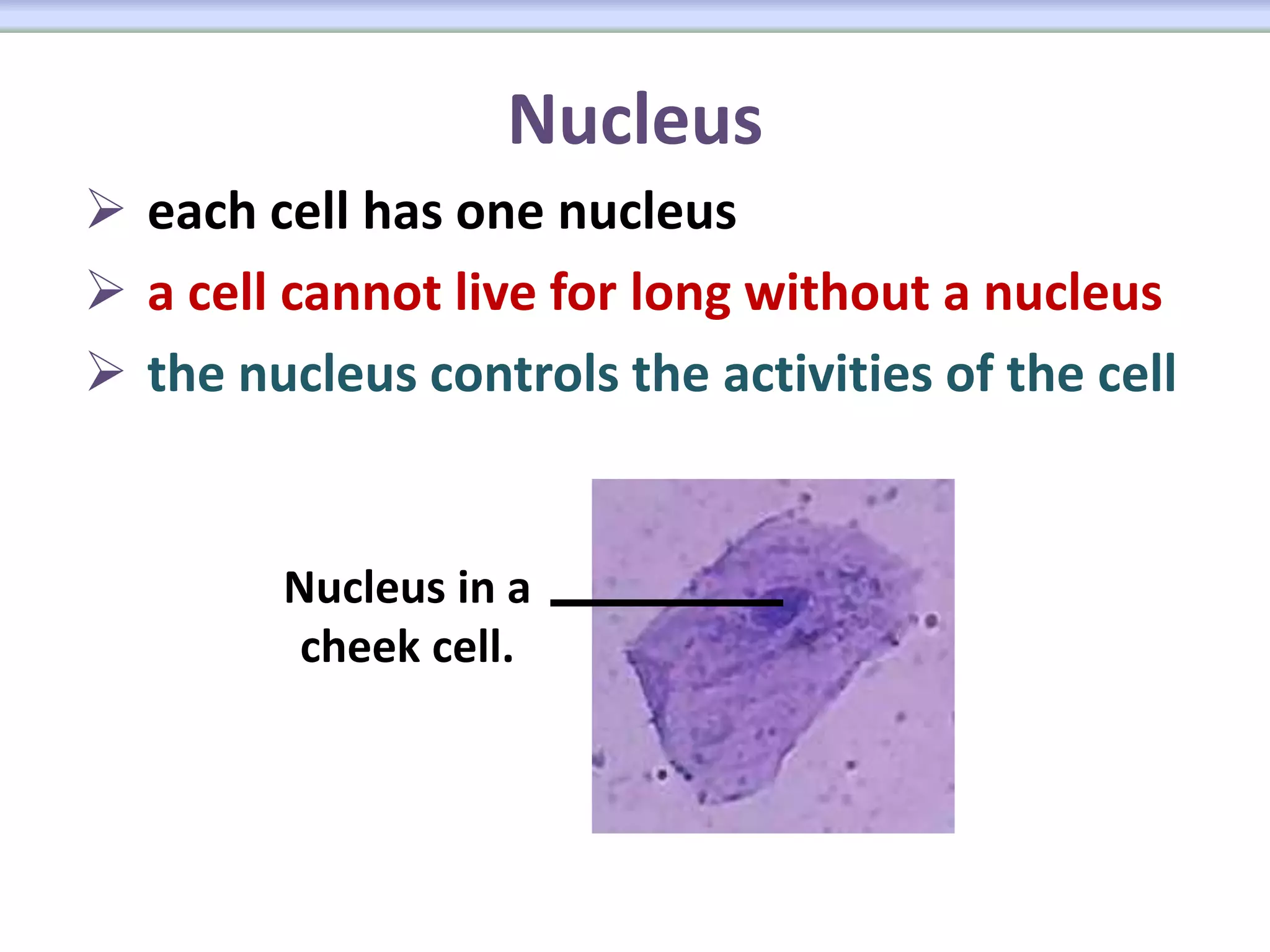 Cells | PPTX