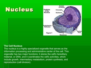 Cells | PPT