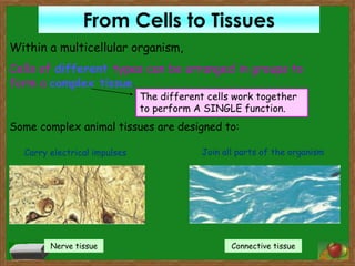 Cells | PPTX