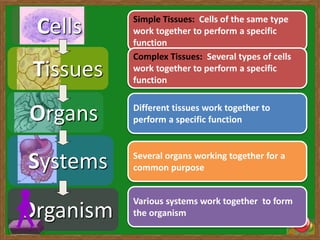 Cells | PPTX