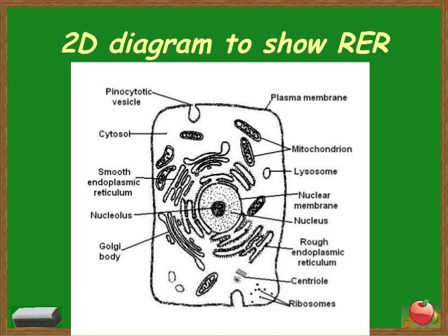 Plant Cell Diagram Labeled 2d Diagram