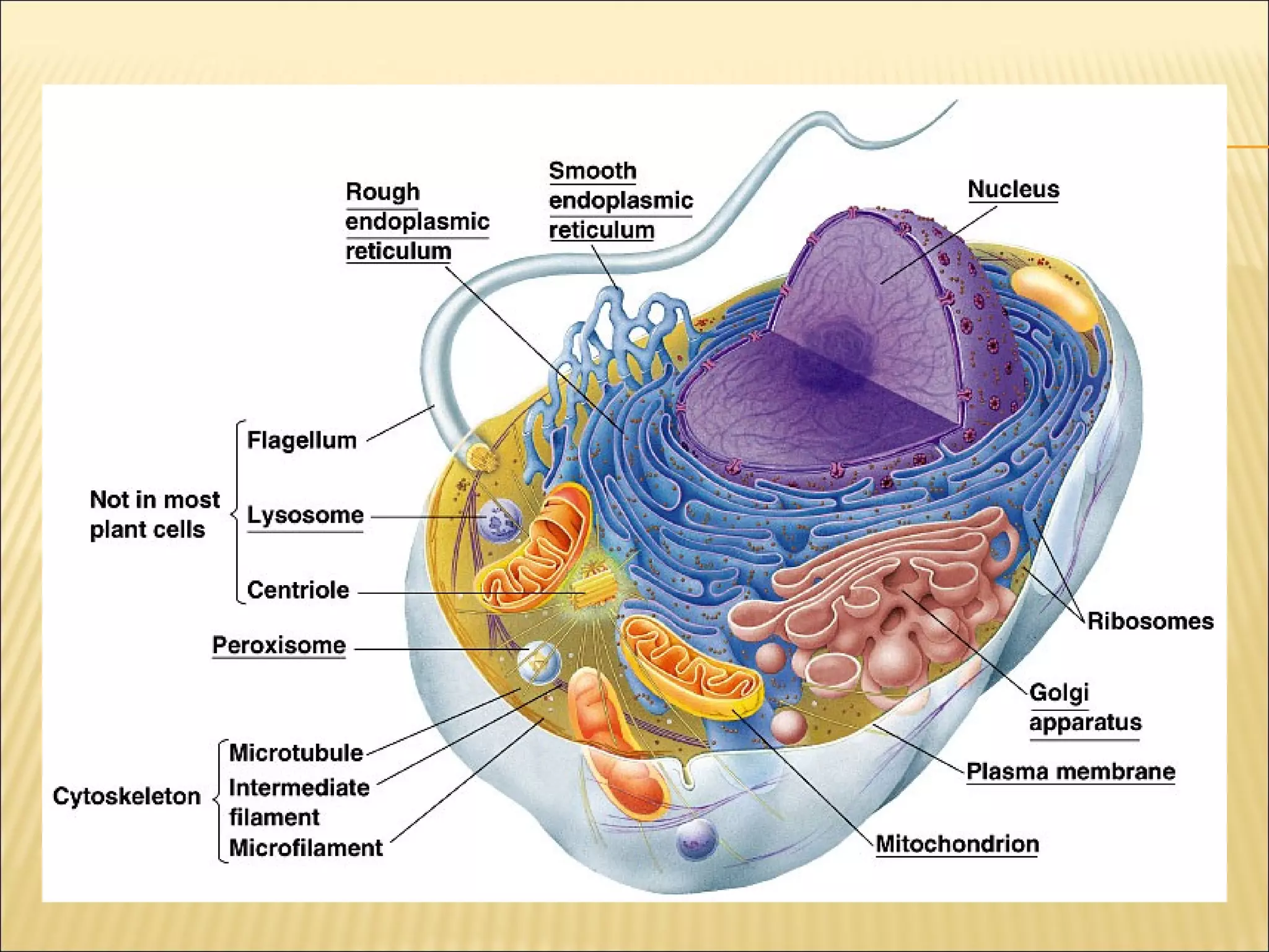 Grade 7 - Cells | PPT