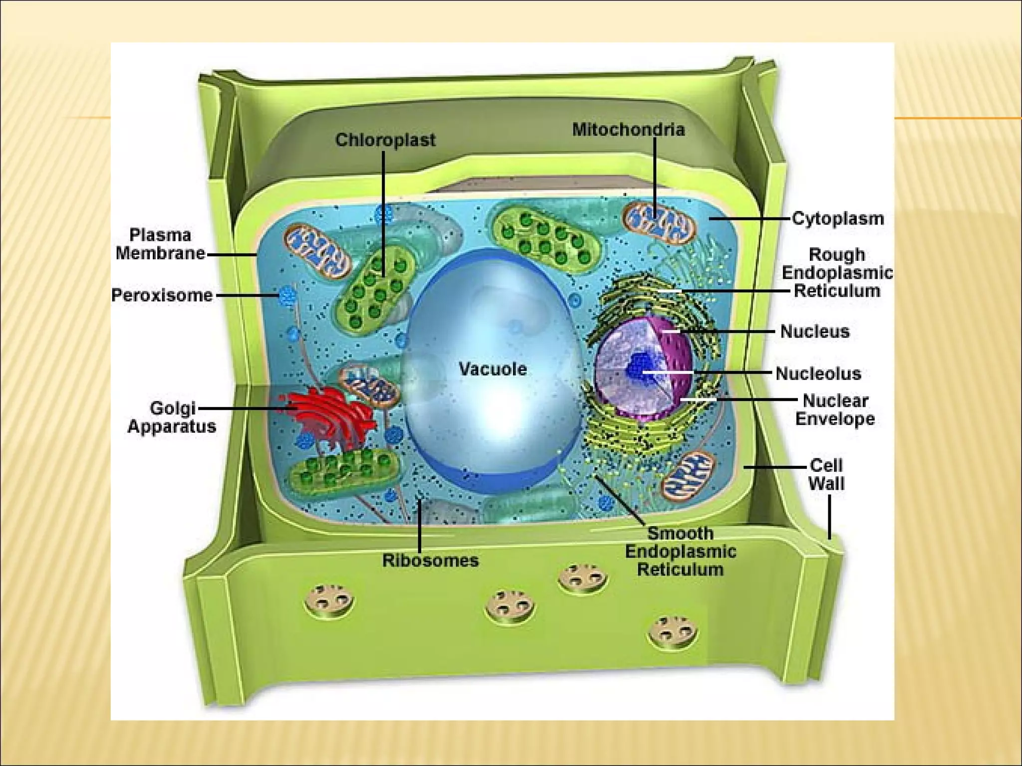 Grade 7 - Cells | PPT