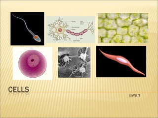 Grade 7 - Cells | PPT