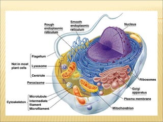 Grade 7 - Cells | PPT