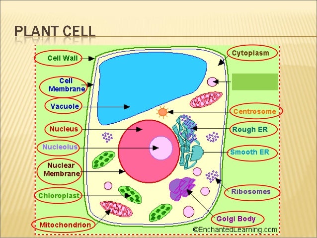 Grade 7 - Cells