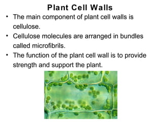 Cells | PPT