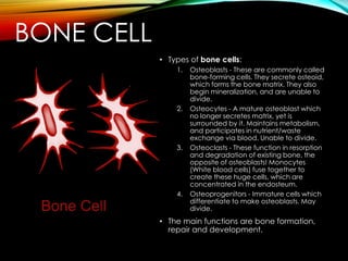 Cells | PPTX | Bone and Joint Conditions | Diseases and Conditions