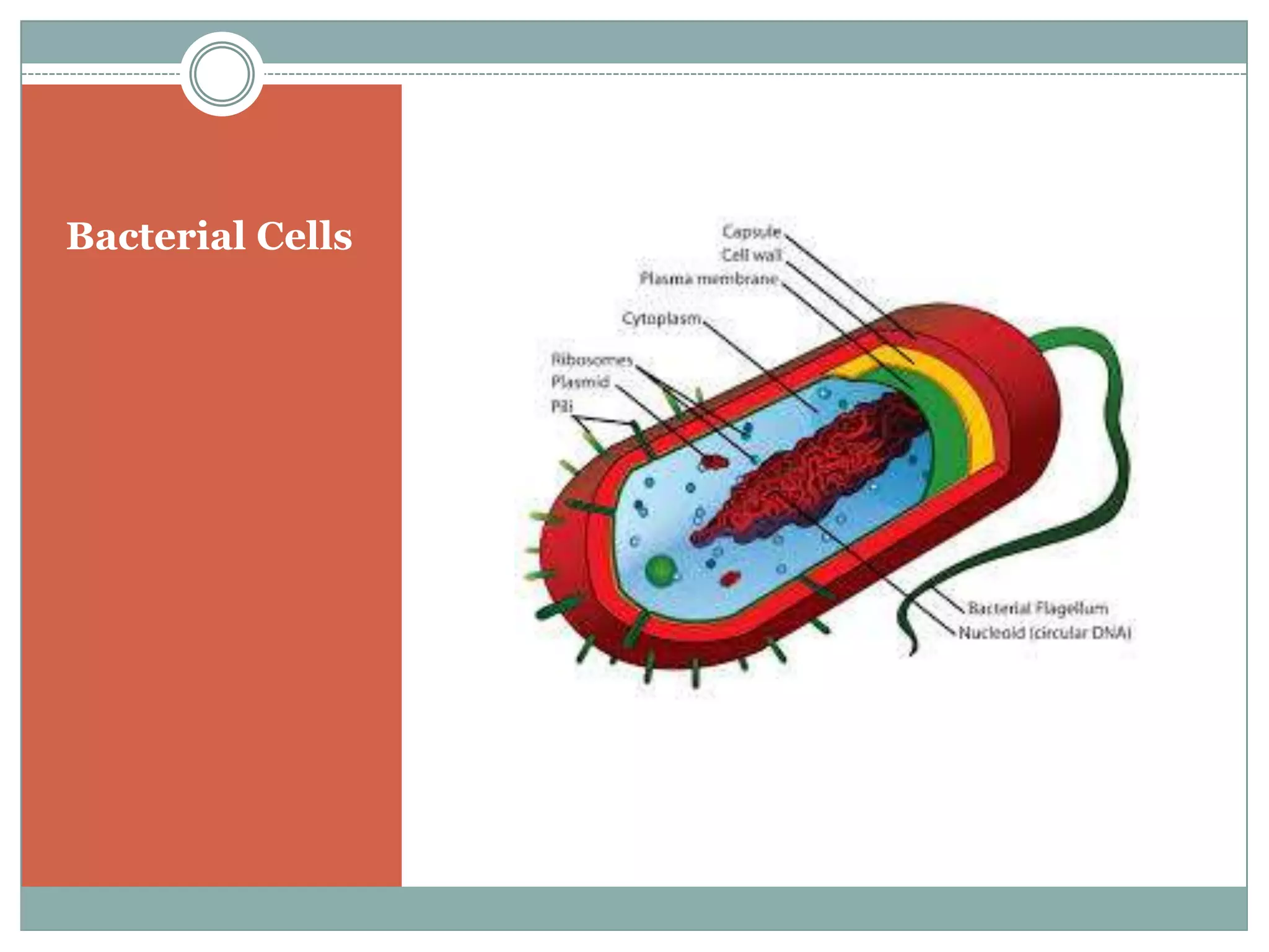 Cells | PPT