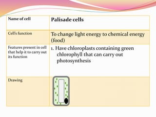 Cells | PPT