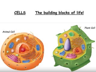 Cells. power point. | PPT