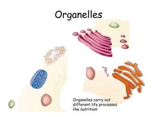 Cells. power point. | PPTX