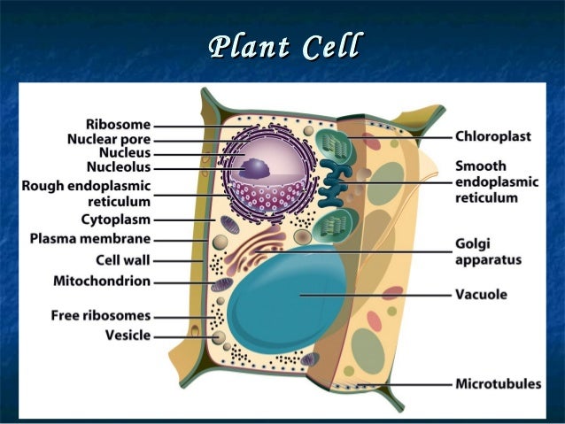 Cells Class IX by Prabhat Gaurav