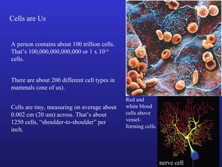 Cells | PPT