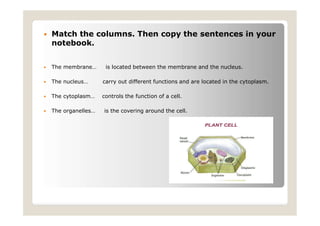 Cells | PDF