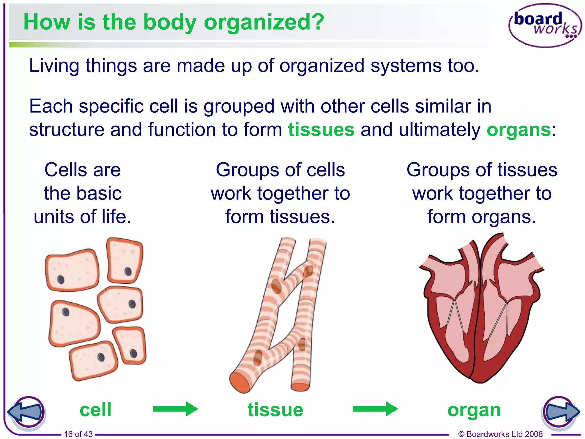 Cells | PPT