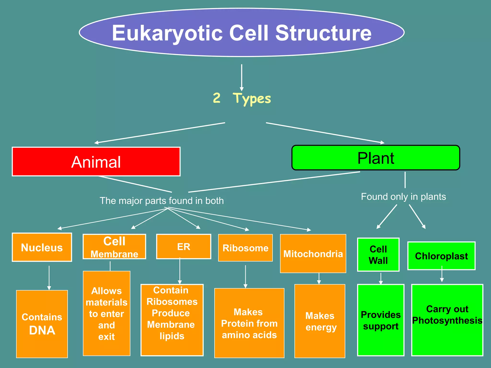 Cells.ppt | Biological Sciences | Science