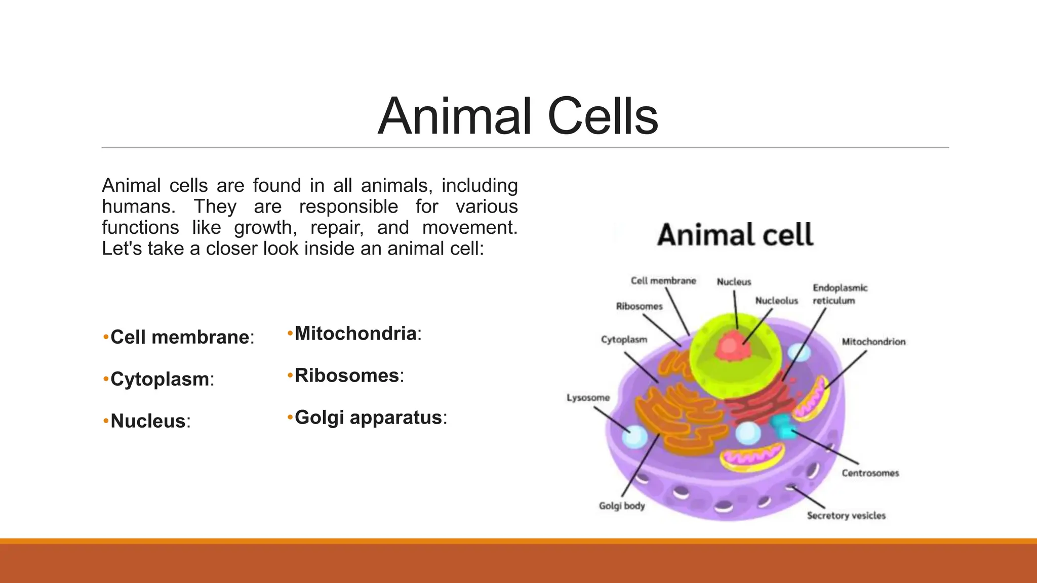 Cells - Animal cell vs Plant Cell.pptx