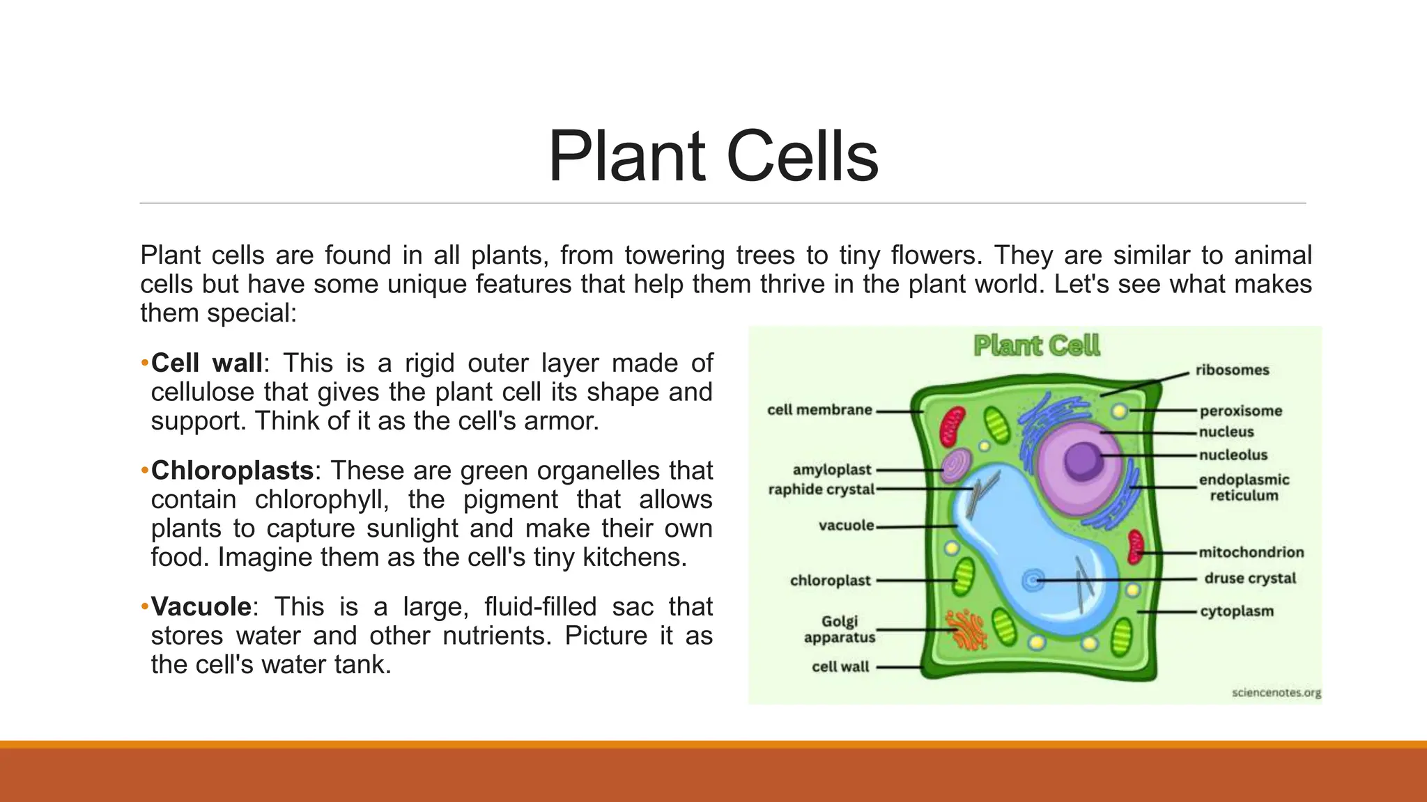 Cells - Animal cell vs Plant Cell.pptx