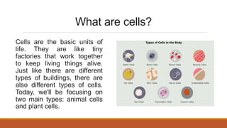 Cells - Animal cell vs Plant Cell.pptx