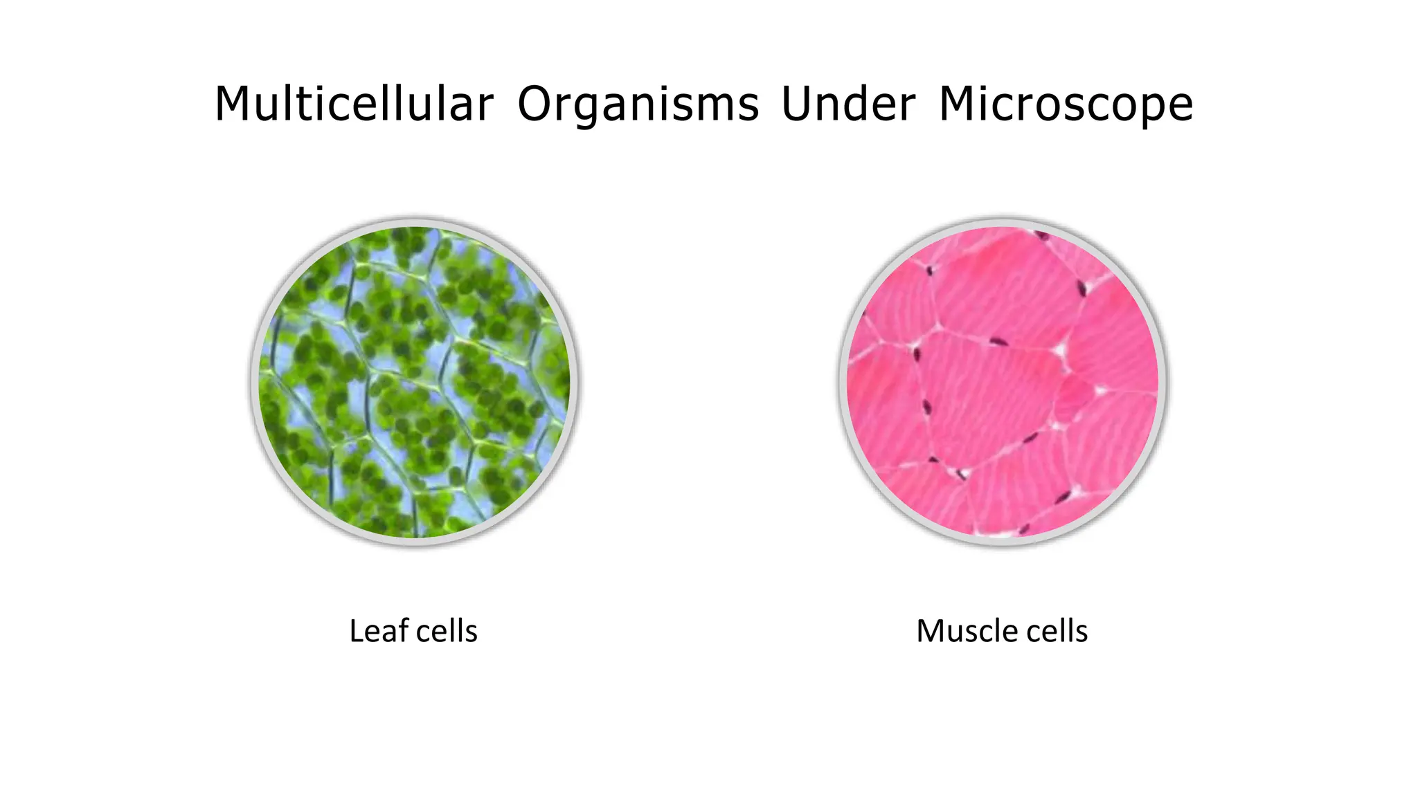 Struktur dan Fungsi Sel-Materi Kelas XI SMA.pptx | Biological Sciences ...