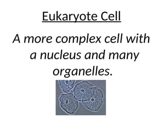 Cells: Cell Theory and Prokaryotic and Eukaryotic Cells.ppt