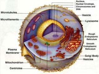 Cells: Cell Theory and Prokaryotic and Eukaryotic Cells.ppt