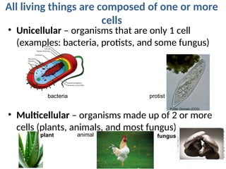 Cells: Cell Theory and Prokaryotic and Eukaryotic Cells.ppt